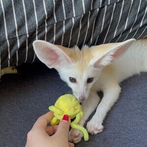 FALCON BIRDS FOR SALE b whatsapp me : +63 985 762 7466 | PostAds.ph