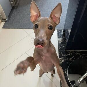 Italian Greyhound in the Philippines | PostAds.ph