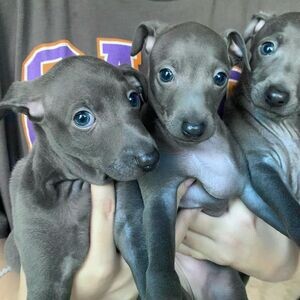 Italian Greyhound in the Philippines | PostAds.ph